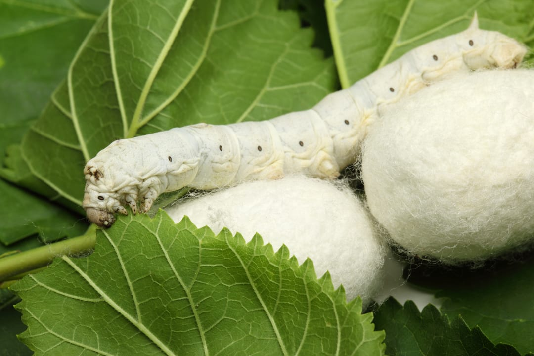 Sericulture The Secret Of Silk Making And The Benefits Of Silk Making Sericulture The Secret Of Silk Making And The Benefits Of Silk Making